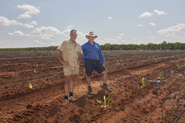 Kununurra Banana Boom | Australian Banana Growers