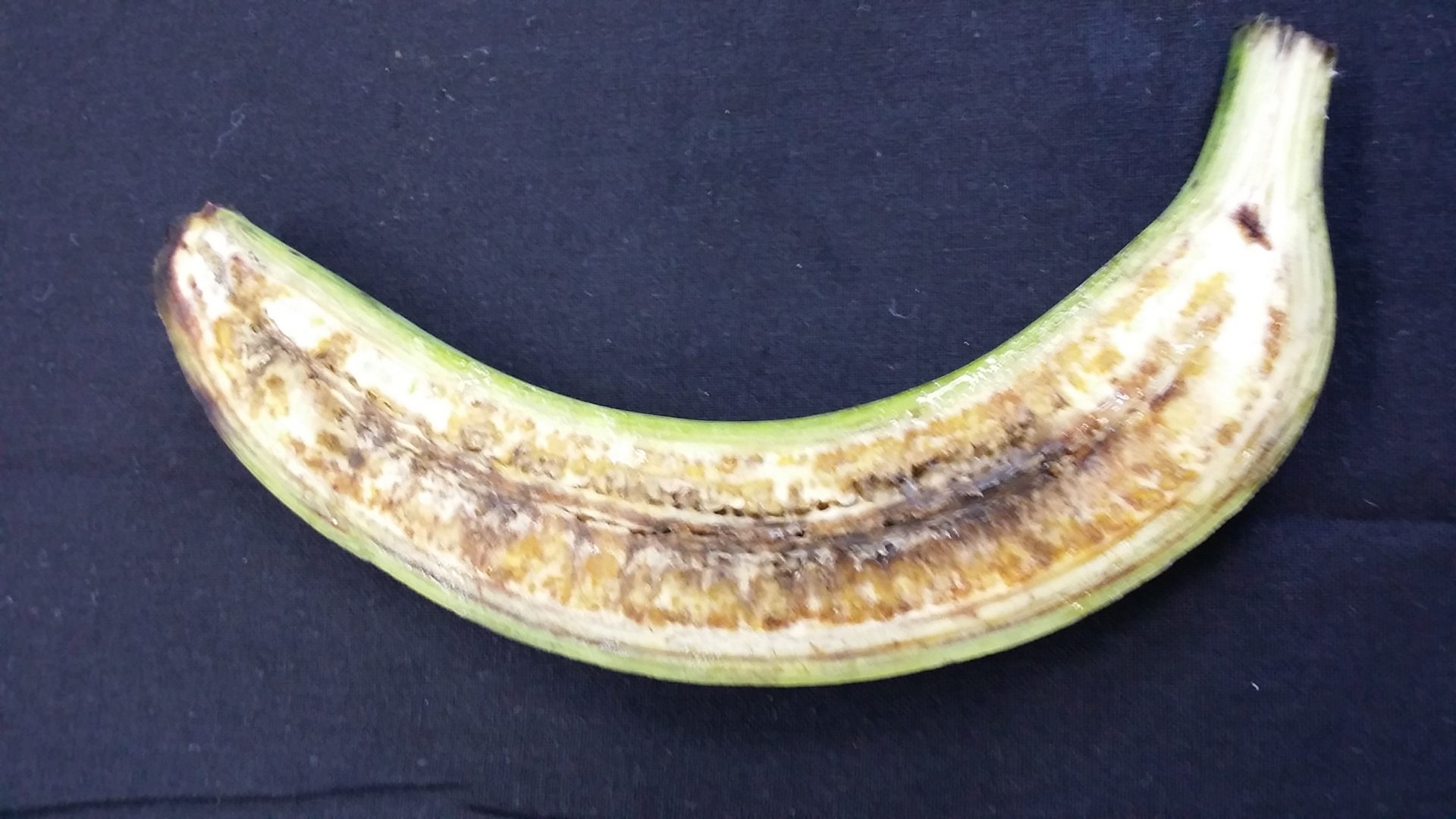 Fig 5 Moko in Cavendish | Australian Banana Growers