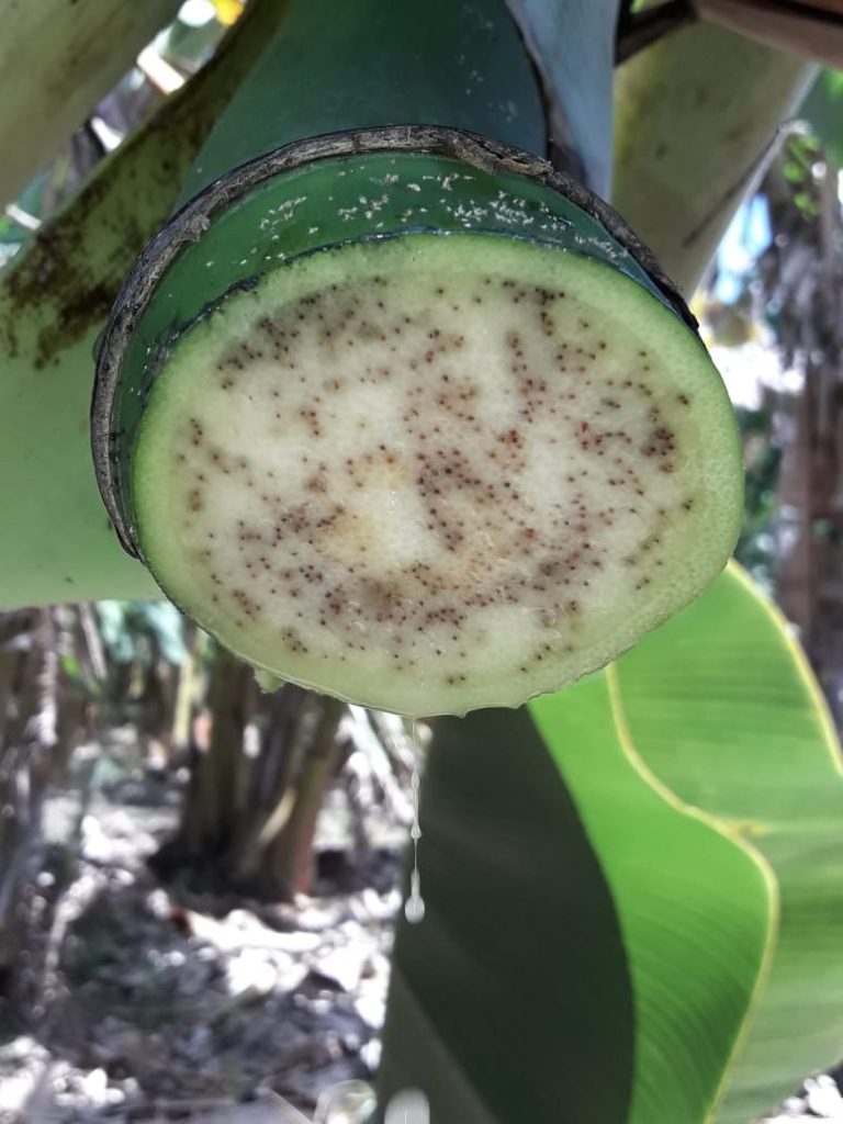 Fig 6 Stalk cut Moko | Australian Banana Growers