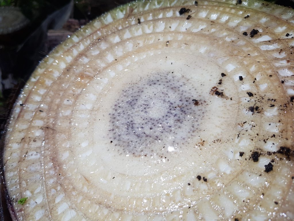 Fig 7 Moko Pseudostem cut | Australian Banana Growers