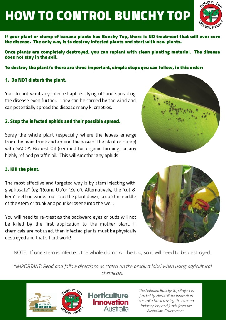Banana Bunchy Top | Australian Banana Growers