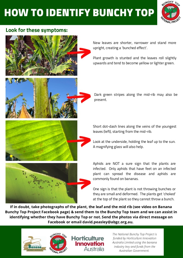 Banana Bunchy Top | Australian Banana Growers