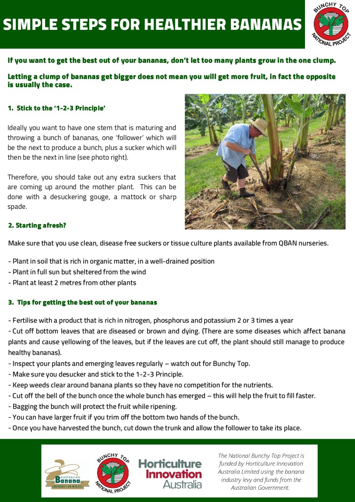 Banana Bunchy Top | Australian Banana Growers