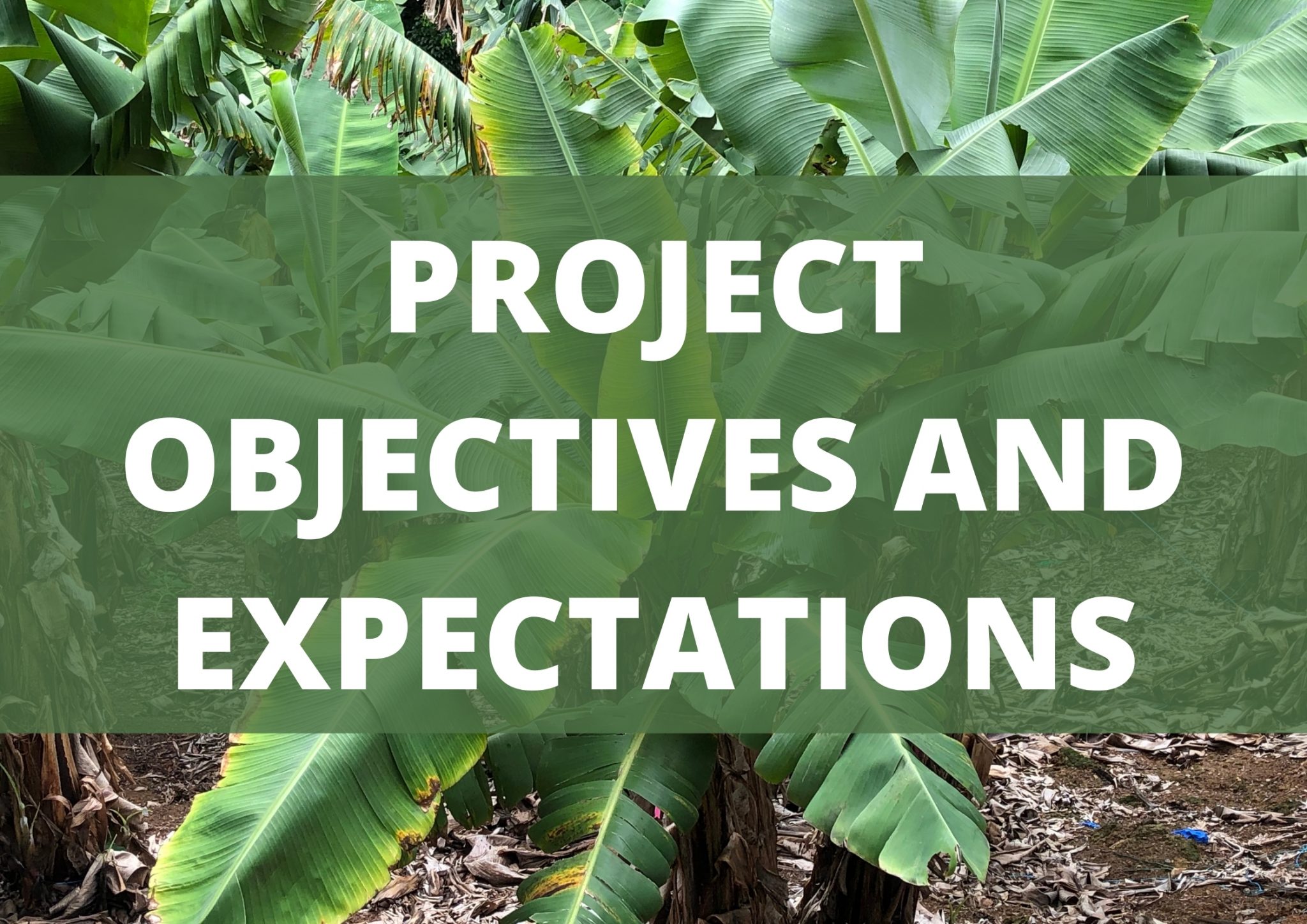 Banana Bunchy Top | Australian Banana Growers