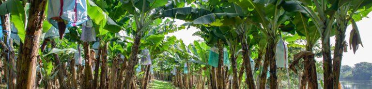 About The ABGC | Australian Banana Growers