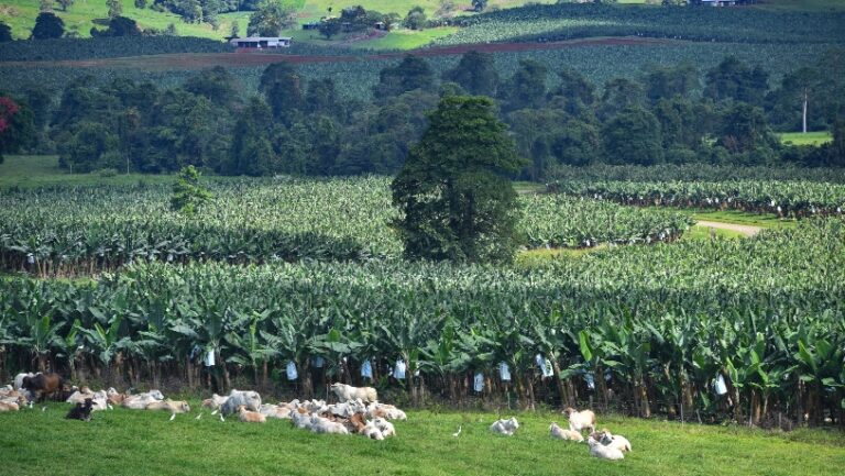 Our Industry | Australian Banana Growers