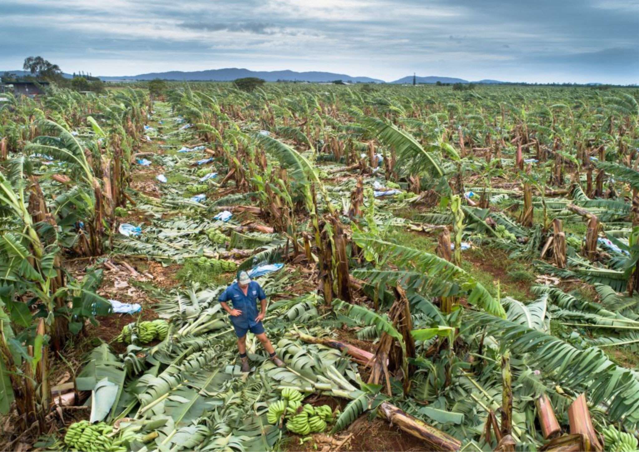 cyclone-banner | Australian Banana Growers