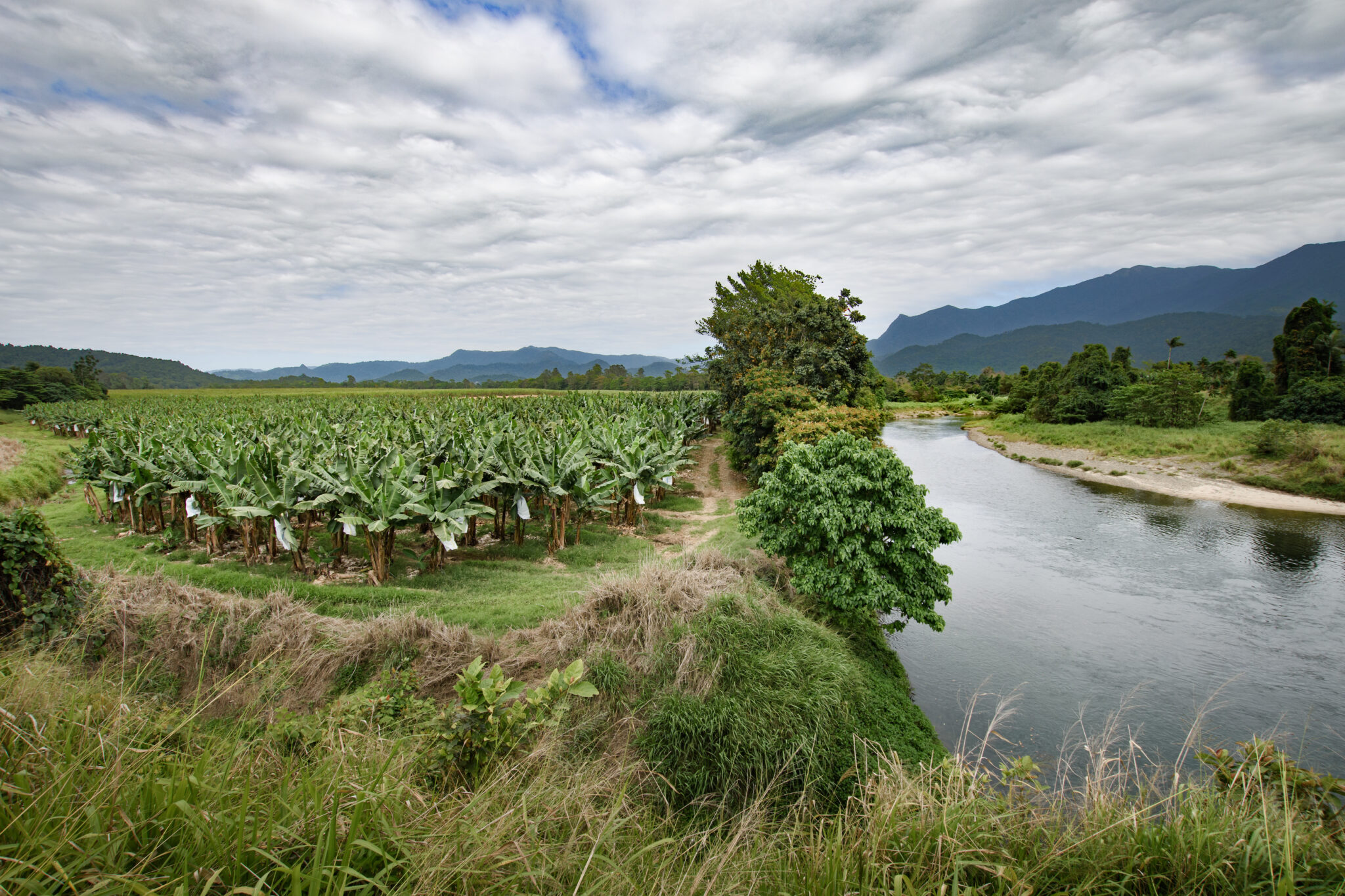Best Management Practice | Australian Banana Growers