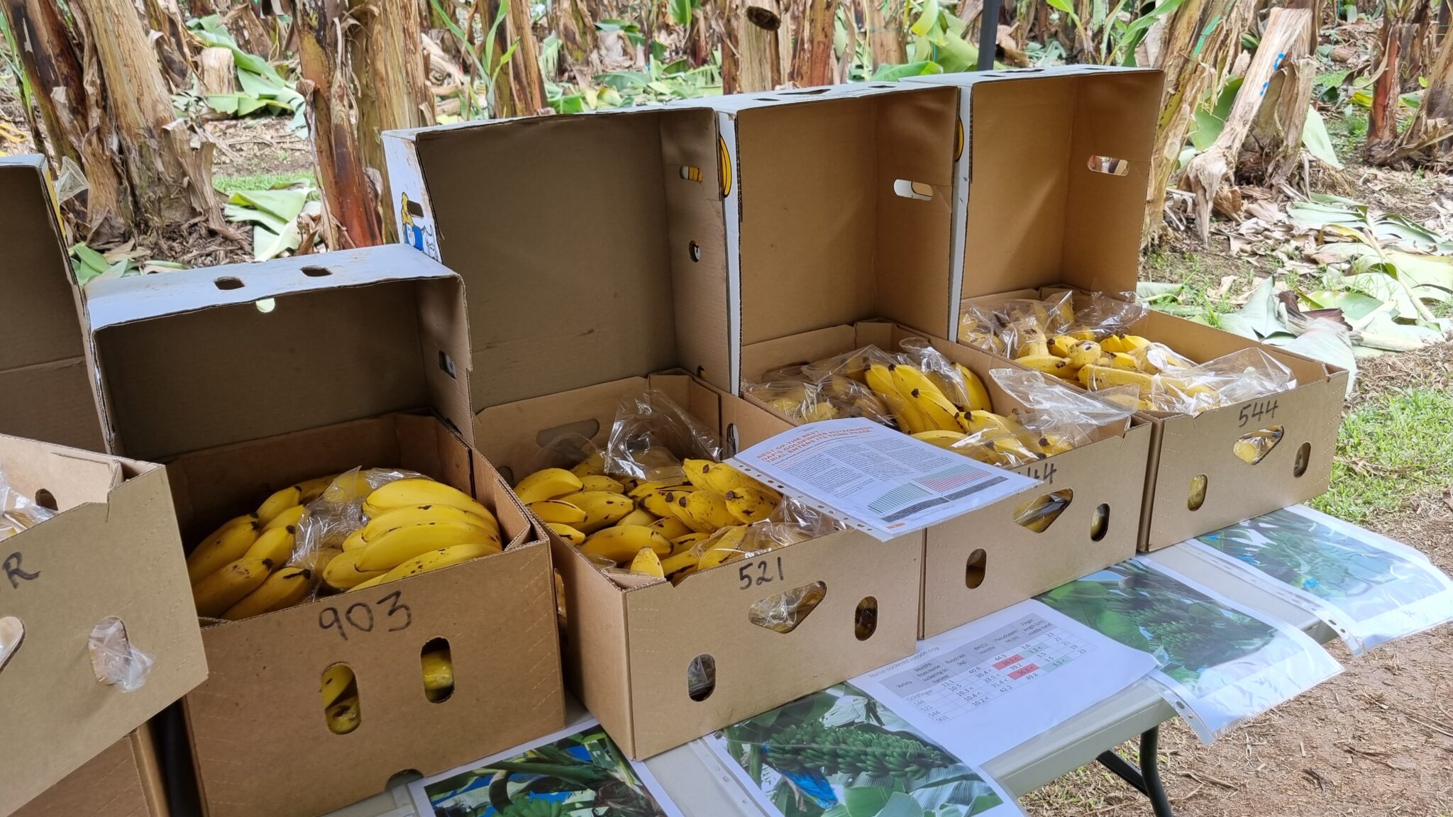 Banana Features | Australian Banana Growers