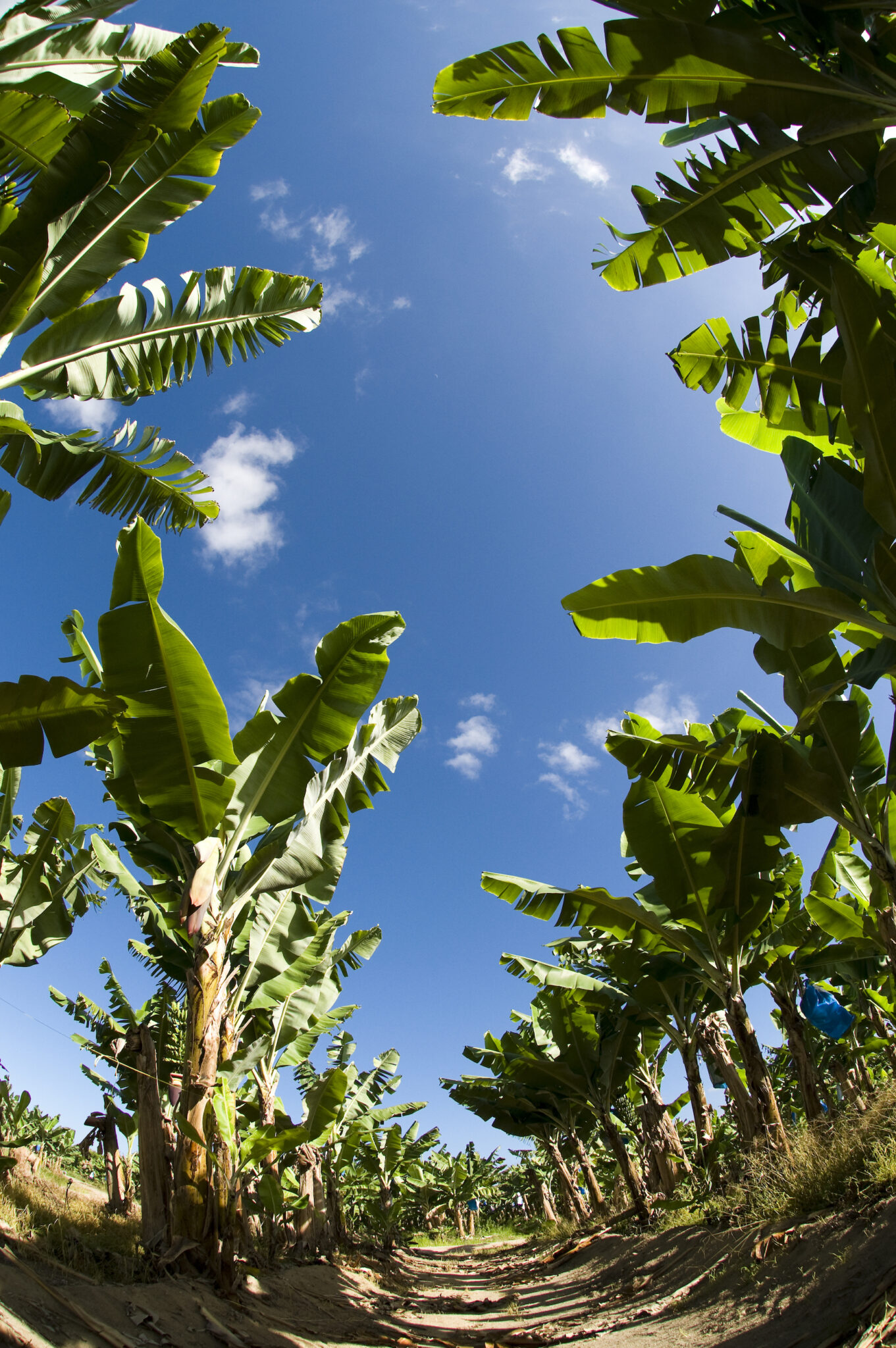 Banana Features | Australian Banana Growers