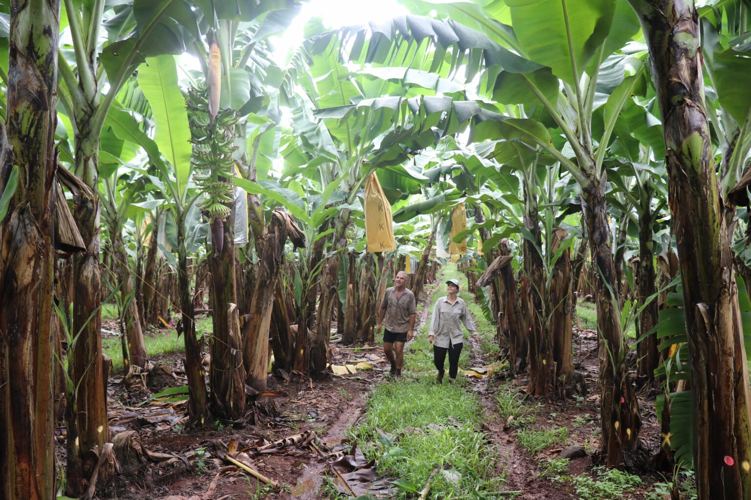 Best Management Practice | Australian Banana Growers