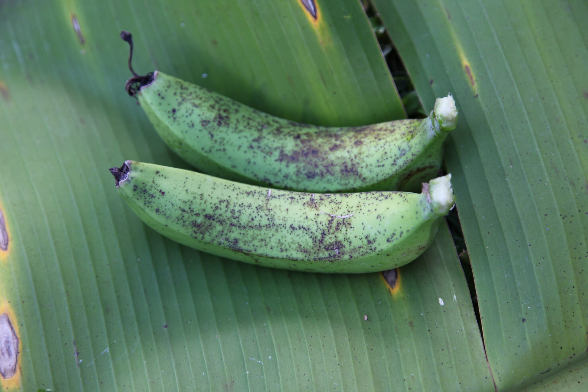 Banana Freckle response update | Australian Banana Growers