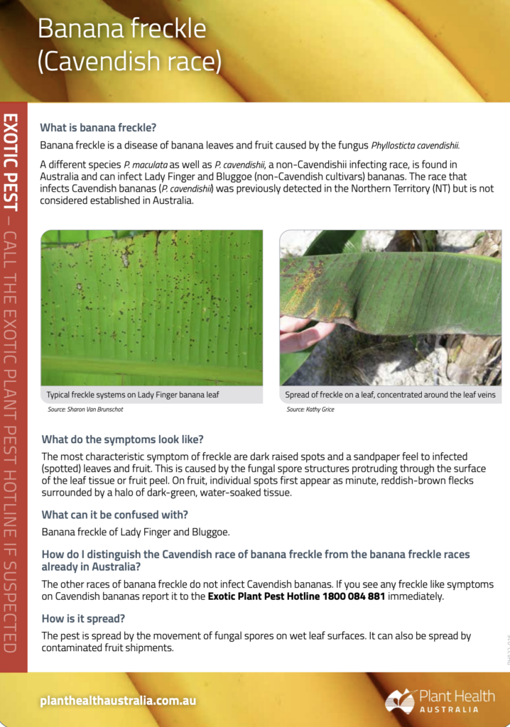 Banana Freckle | Australian Banana Growers